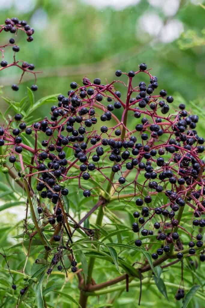 12 Best Flowering Trees In Alabama (Stunning)