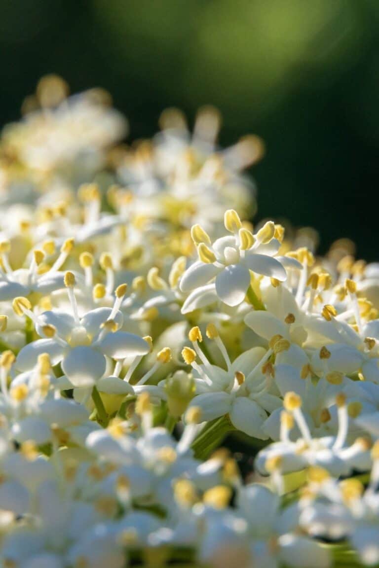 12 Best Flowering Trees In Alabama (Stunning)