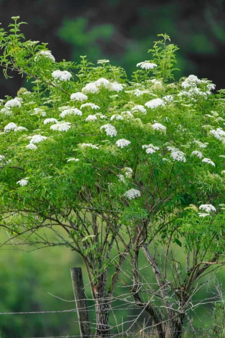 12 Best Flowering Trees In Alabama (Stunning)