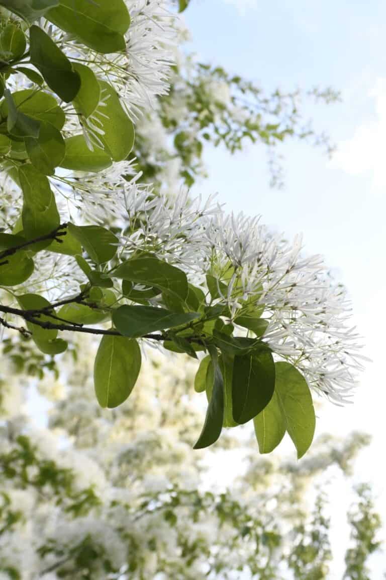 12 Best Flowering Trees In Alabama (Stunning)
