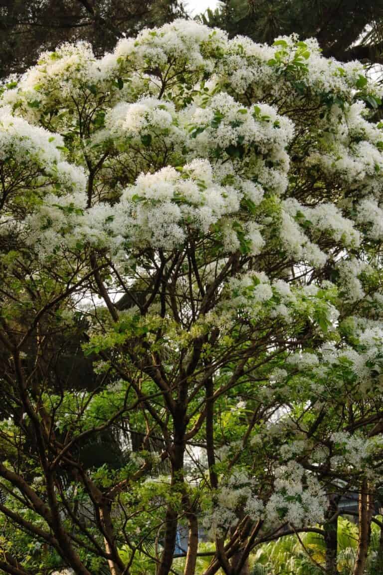 12 Best Flowering Trees In Alabama (Stunning)