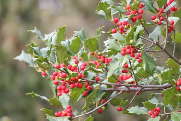 11 Different Evergreen Trees In Pennsylvania
