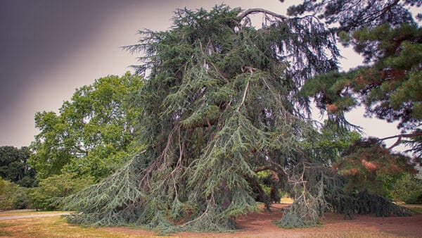 11 Different Evergreen Trees In Pennsylvania