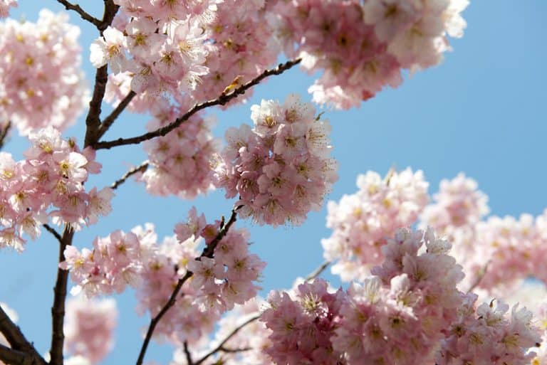 17 Stunning Flowering Trees of Pennsylvania