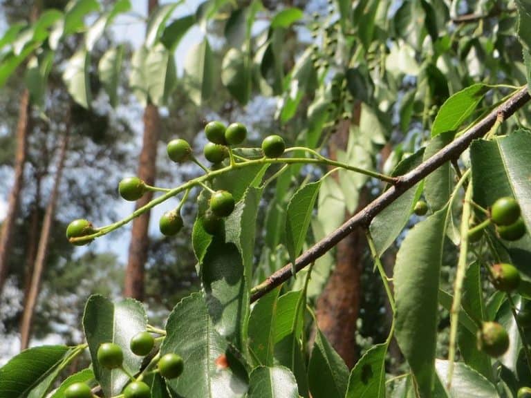8 Alabama Native Trees to Plant Today