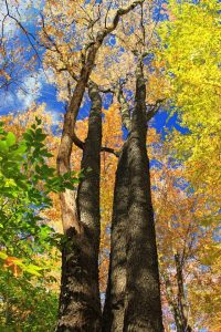 12 Different Types of Pennsylvania Native Trees