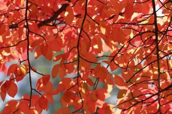 12 Different Types of Pennsylvania Native Trees
