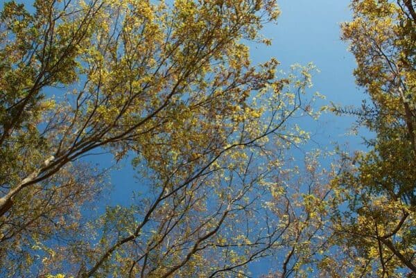 7 Fast Growing Trees In Alabama (Plant or Admire)