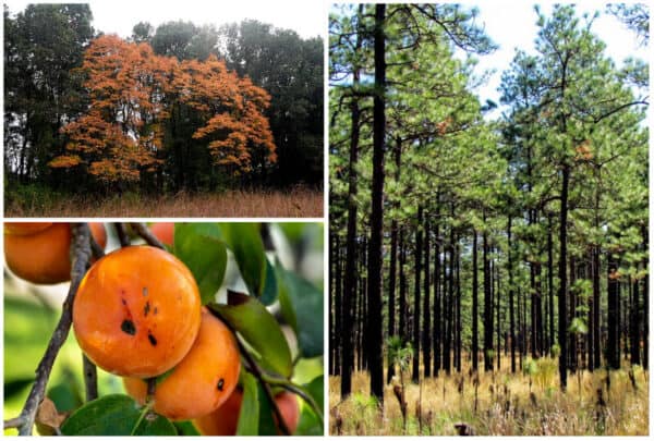 15 Wisconsin Native Trees To Admire (Or Plant In Your Yard)