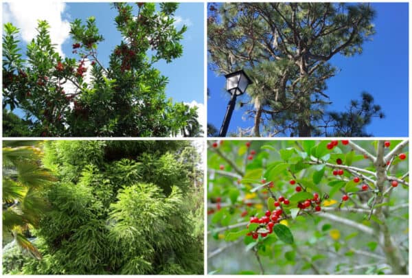 7 Beautiful Evergreen Trees in Wisconsin (Green Year Round)