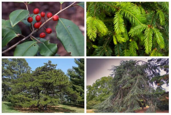 14 Evergreen Trees to Grow in Kentucky (Small and Large)