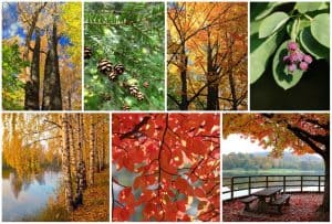 22 Common Native Illinois Tree Types to Admire or Plant