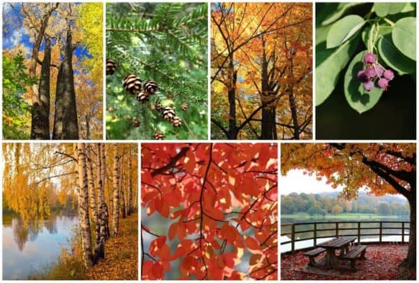 15 Wisconsin Native Trees To Admire (Or Plant In Your Yard)