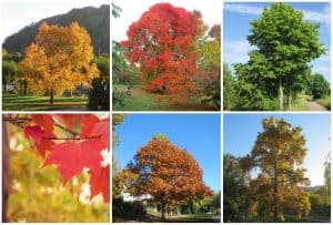 9 USDA Zone 9 Shade Trees (Add Coolness to Your Home & Yard)