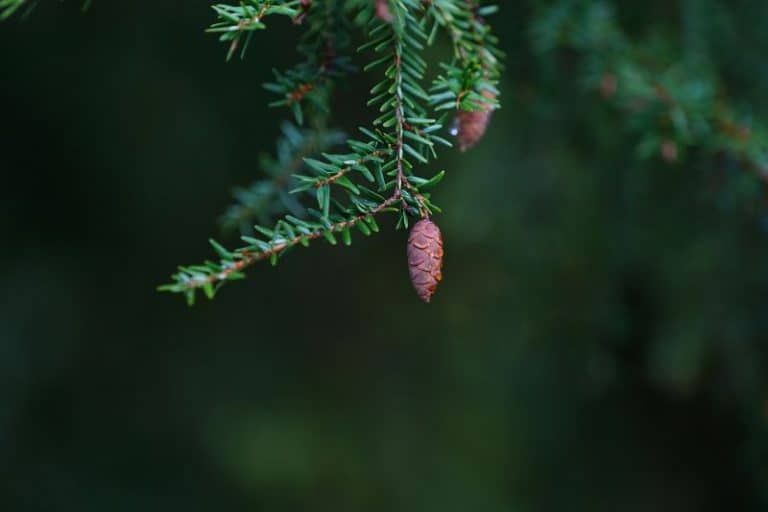 11 Different Evergreen Trees In Pennsylvania