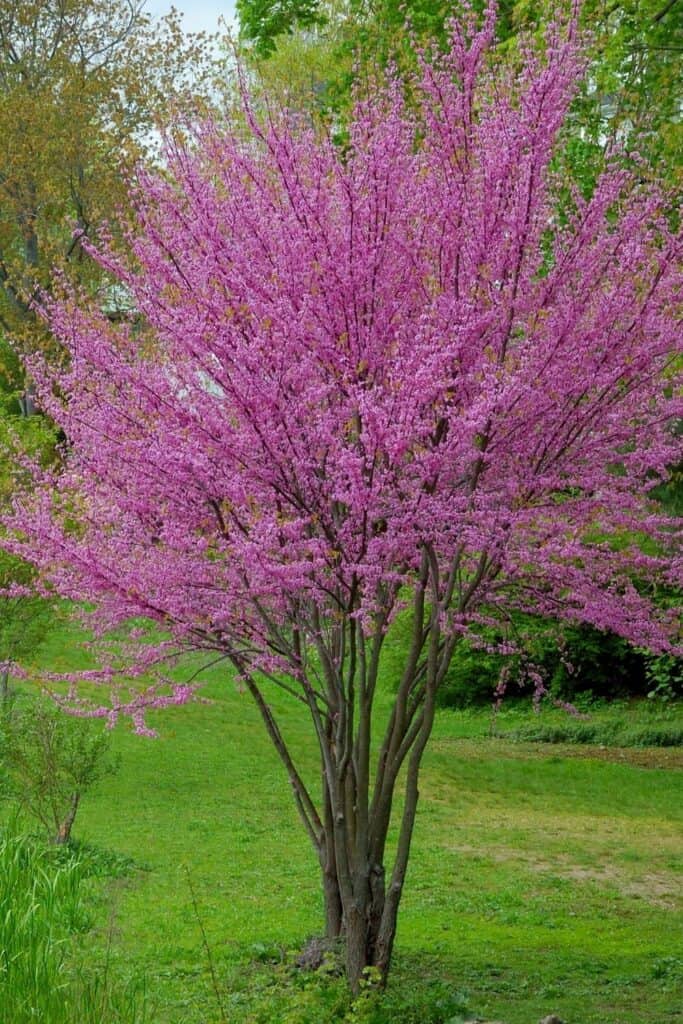 10 Most Popular Spring Flowering Trees (Chosen by You!)