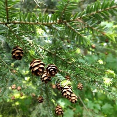12 Different Types of Pennsylvania Native Trees