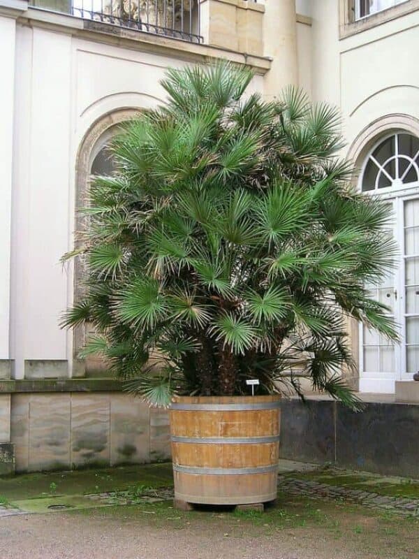 7 Palm Trees To Grow in Alabama (Successfully)