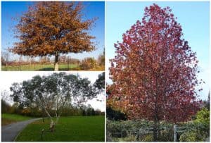 10 Fast Growing Trees That Thrive in USDA Zone 8
