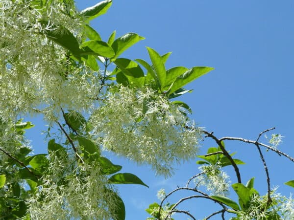 17 Stunning Flowering Trees of Pennsylvania