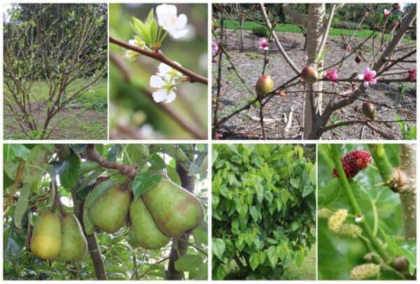 7 Types of Fruit Trees That Will Thrive in Kansas