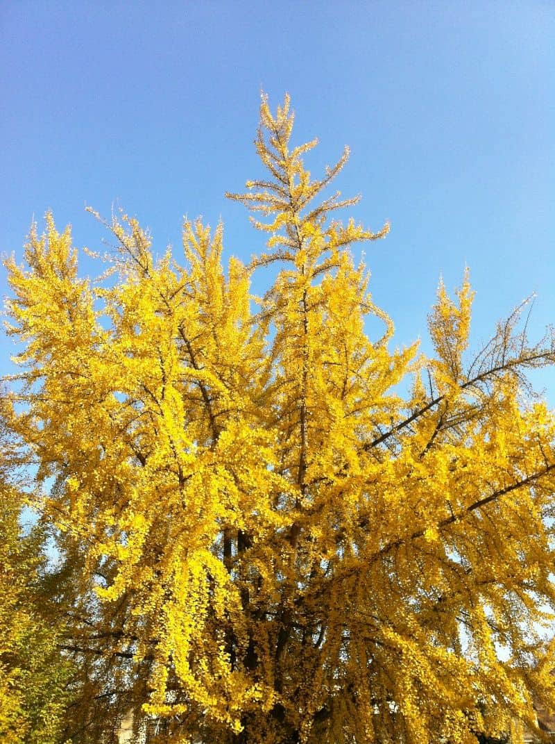 12 Excellent Shade Trees For Your Yard In Pennsylvania