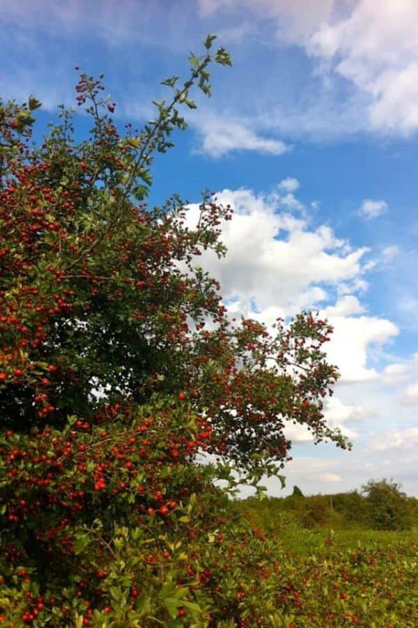 17 Stunning Flowering Trees of Pennsylvania