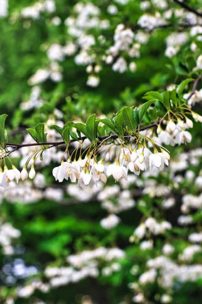 12 Best Flowering Trees In Alabama (Stunning)