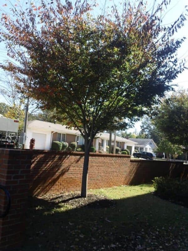 6 Trees for Wet Areas & Damp Soil Types