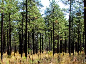 8 Alabama Native Trees to Plant Today