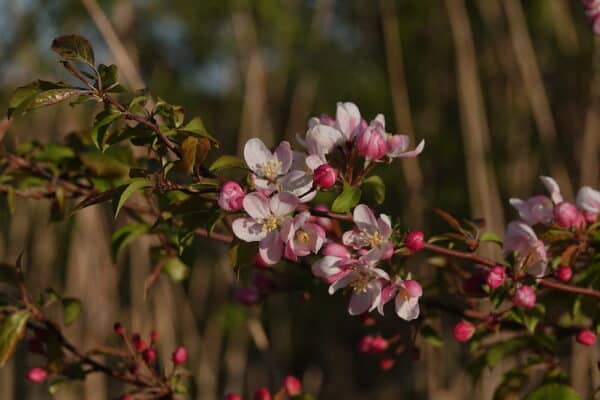 17 Stunning Flowering Trees of Pennsylvania