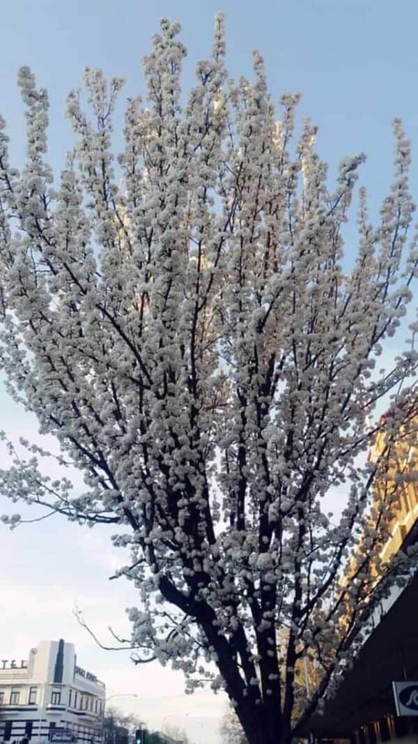 17 Stunning Flowering Trees of Pennsylvania