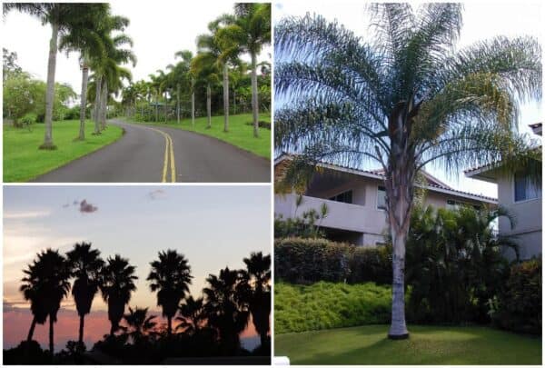 6 Cold Hardy Palm Trees That Will Thrive in USDA Zone 7
