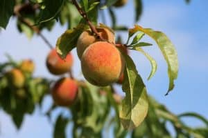 6 Best Fruit Trees To Plant & Grow In Alabama