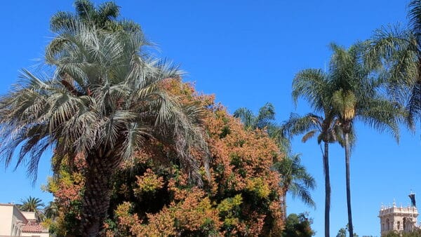 7 Palm Trees To Grow in Alabama (Successfully)