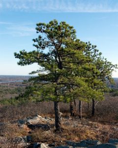 11 Different Evergreen Trees In Pennsylvania