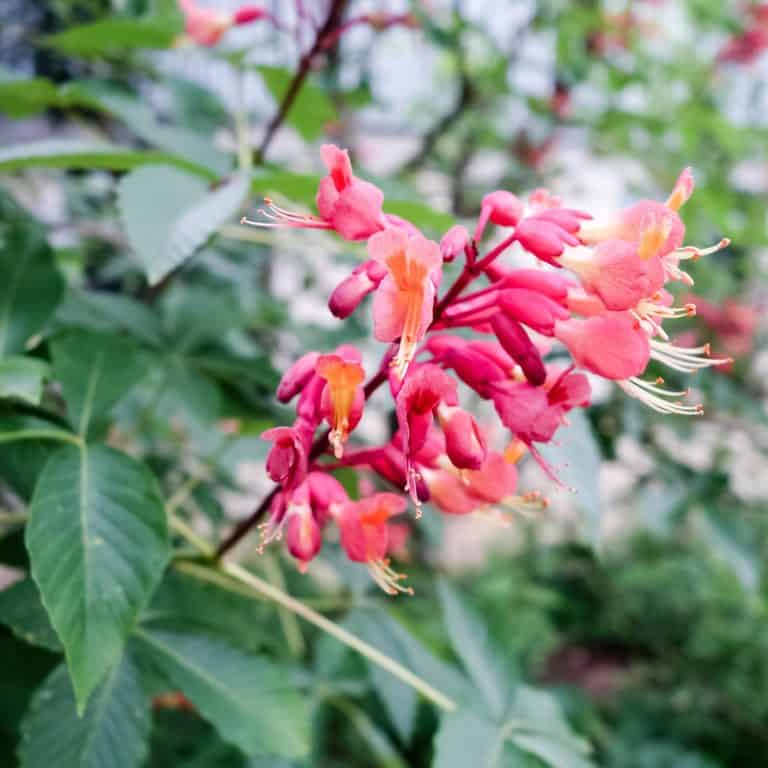 17 Stunning Flowering Trees of Pennsylvania