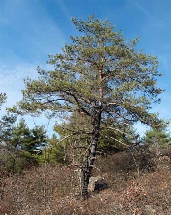 11 Different Evergreen Trees In Pennsylvania
