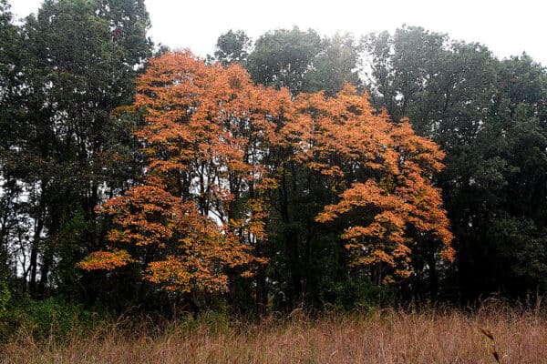 8 Alabama Native Trees to Plant Today