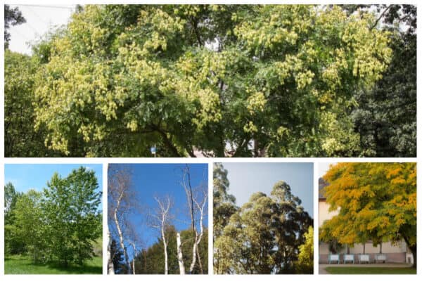 8 Fast Growing Trees to Plant in Texas Yards (Includes Shade)