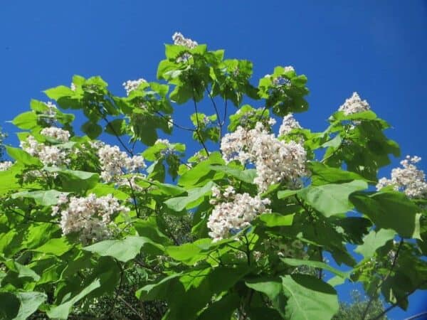 10 USDA Zone 9 Flowering Trees (Stunning Ornamental Species)