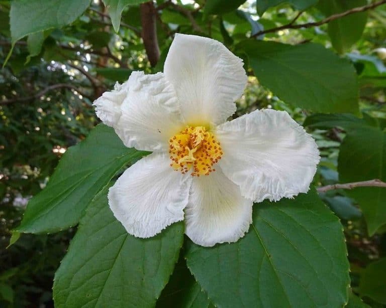 17 Stunning Flowering Trees of Pennsylvania