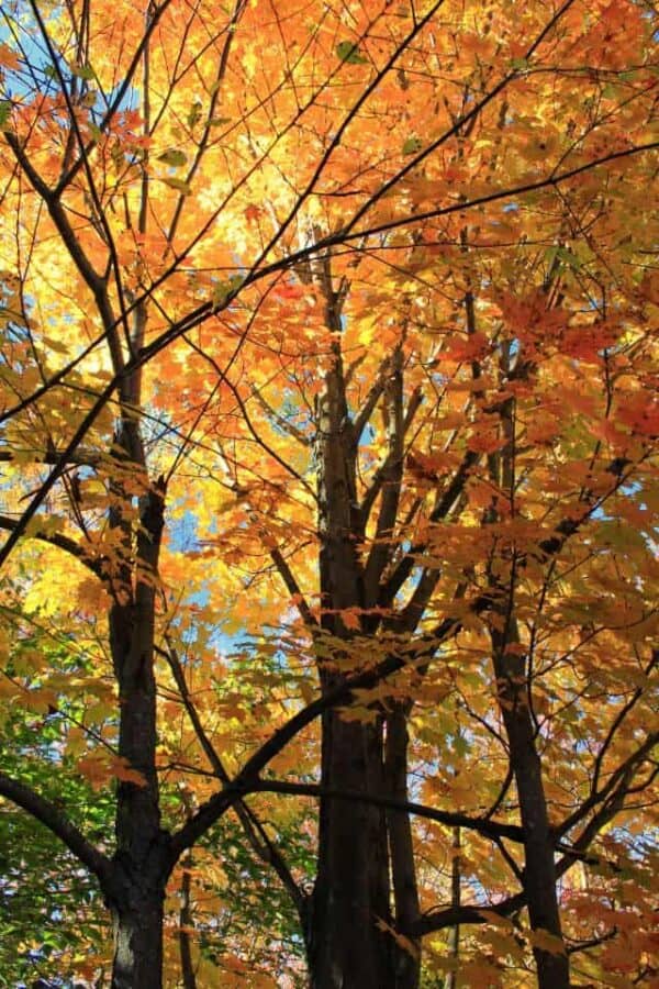 12 Different Types of Pennsylvania Native Trees