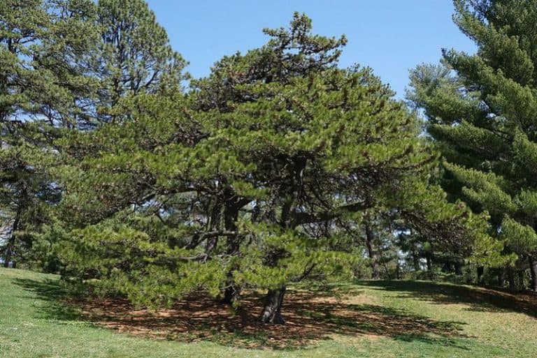 11 Different Evergreen Trees In Pennsylvania