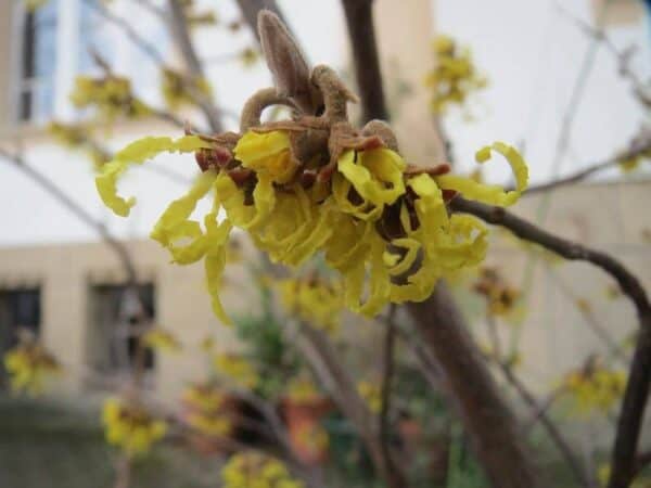 8 Alabama Native Trees to Plant Today