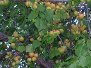 9 Fruit Trees to Grow in Indiana for Bountiful Harvests