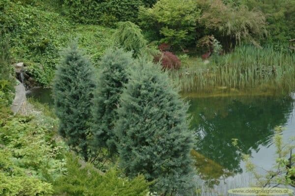 12 Arizona Native Trees to Plant Today