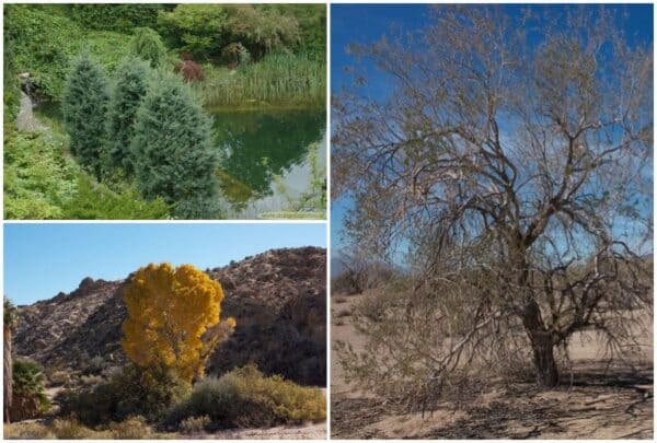 10 Beautiful Desert Trees in Arizona (Includes Mesquite Trees)