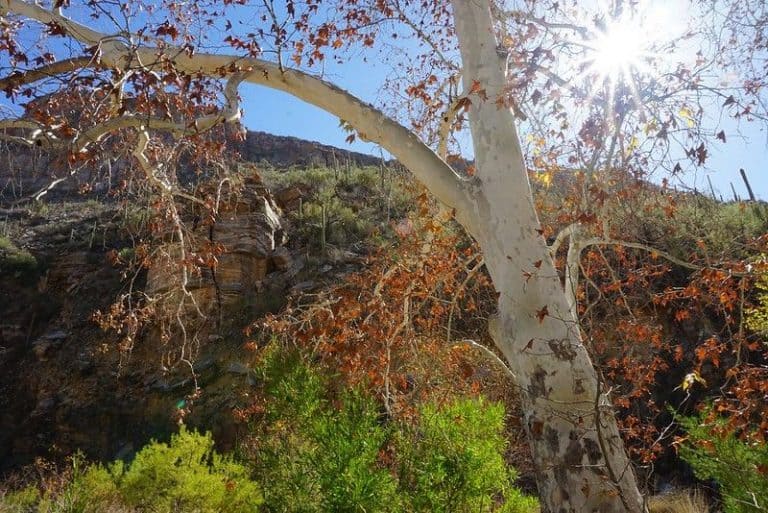 12 Arizona Native Trees to Plant Today