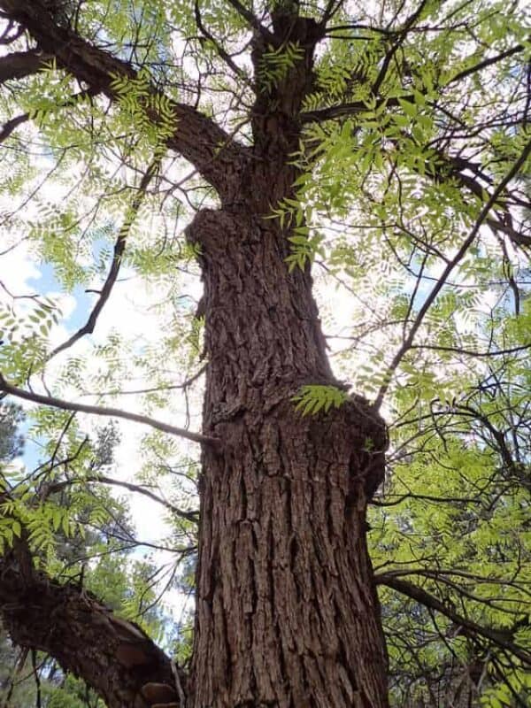 12 Arizona Native Trees to Plant Today